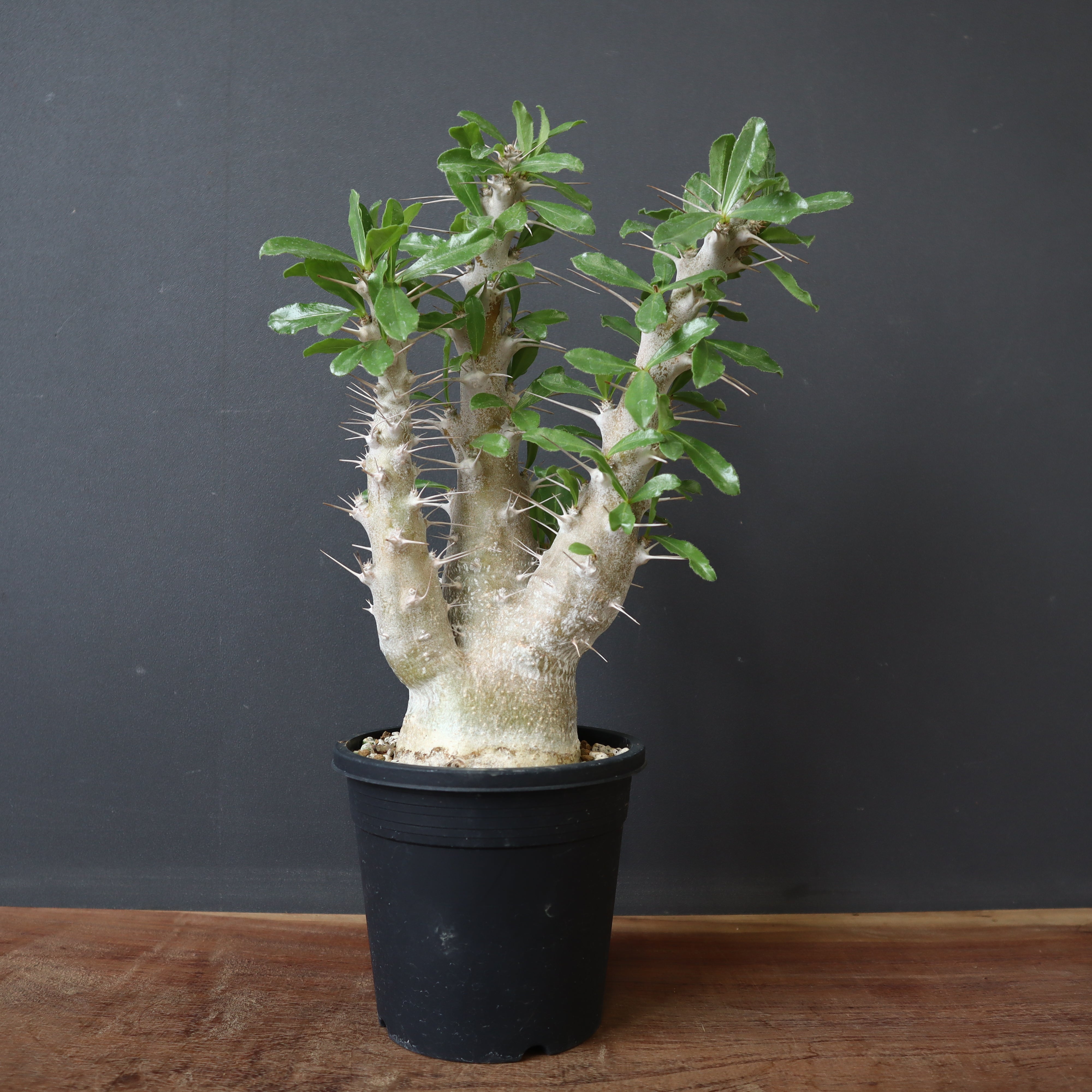 P.サンデルシー（実生）2 – TaiShoDo ONLINE SHOP