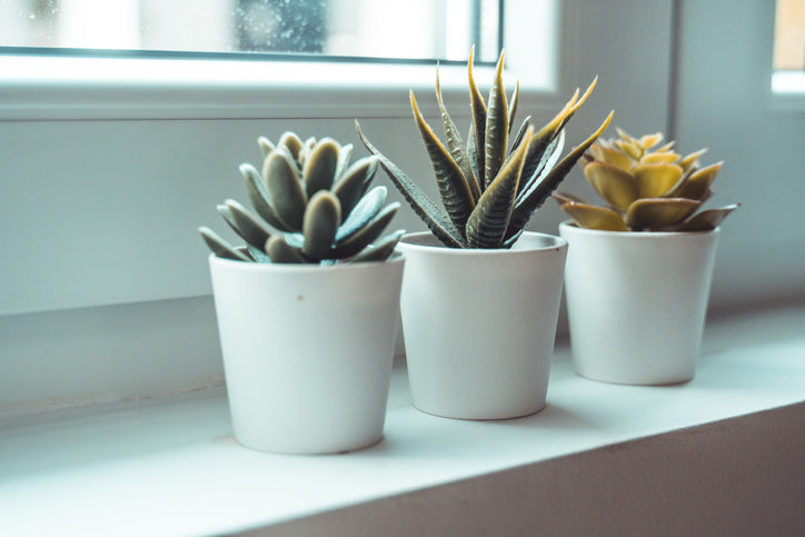 新商品 – TaiShoDo ONLINE SHOP