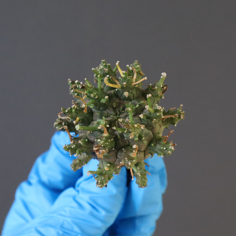 【ベアルート】E.デセプタ 1 – TaiShoDo ONLINE SHOP