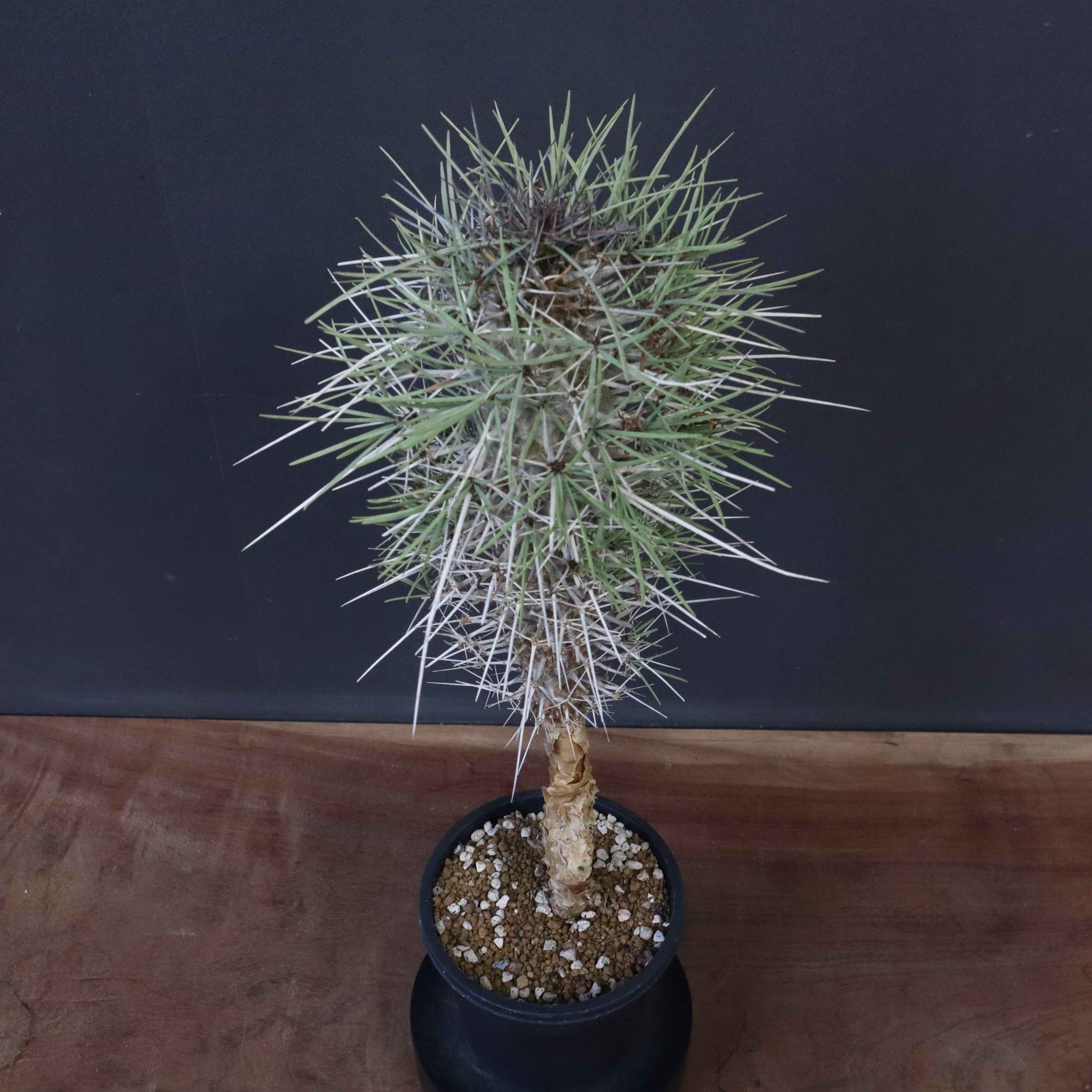 D.マダガスカリエンシス EC578 – TaiShoDo ONLINE SHOP