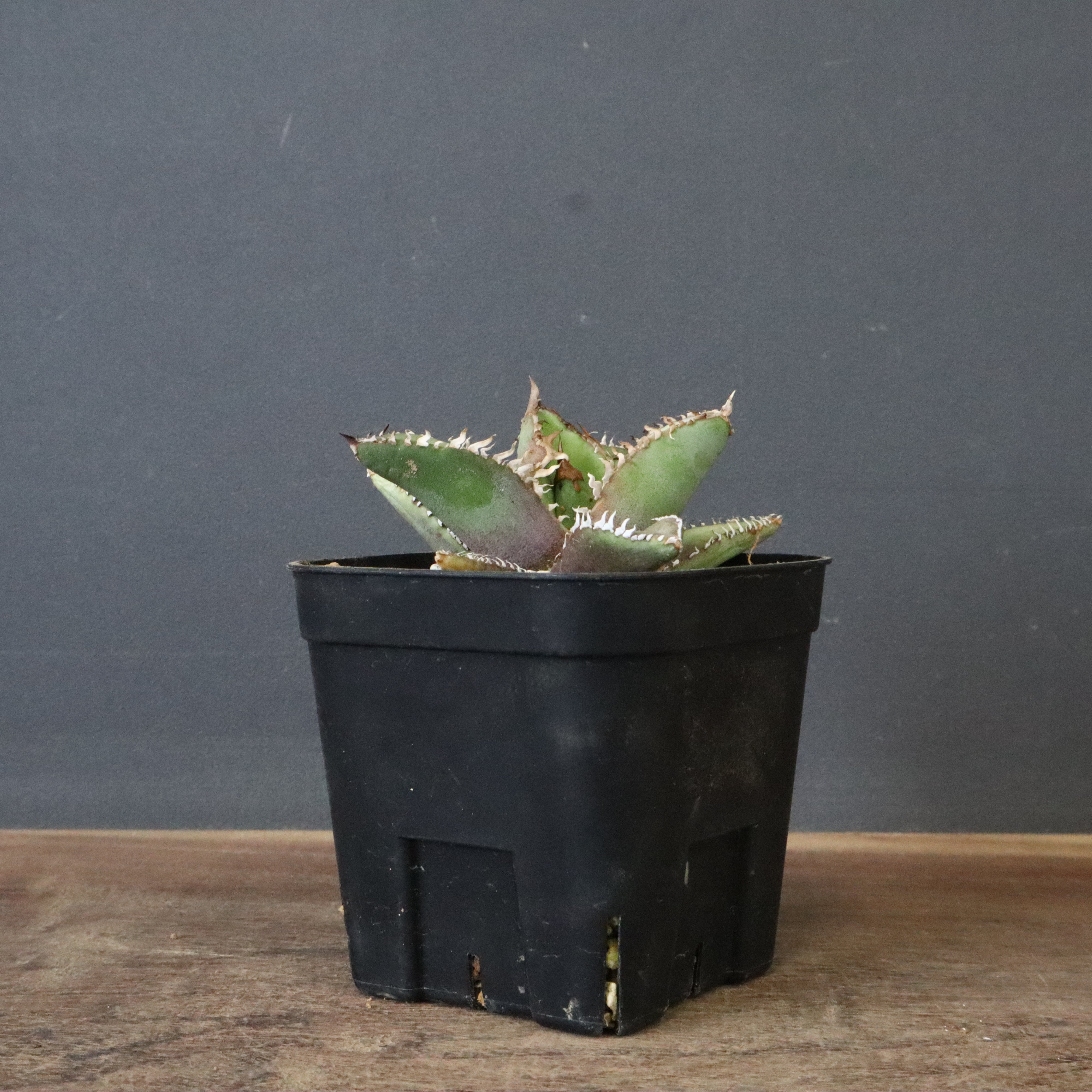 アガベ 鬣蜥 EC1253 – TaiShoDo ONLINE SHOP