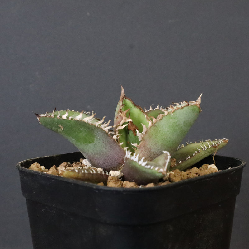 アガベ 鬣蜥 EC1253 – TaiShoDo ONLINE SHOP