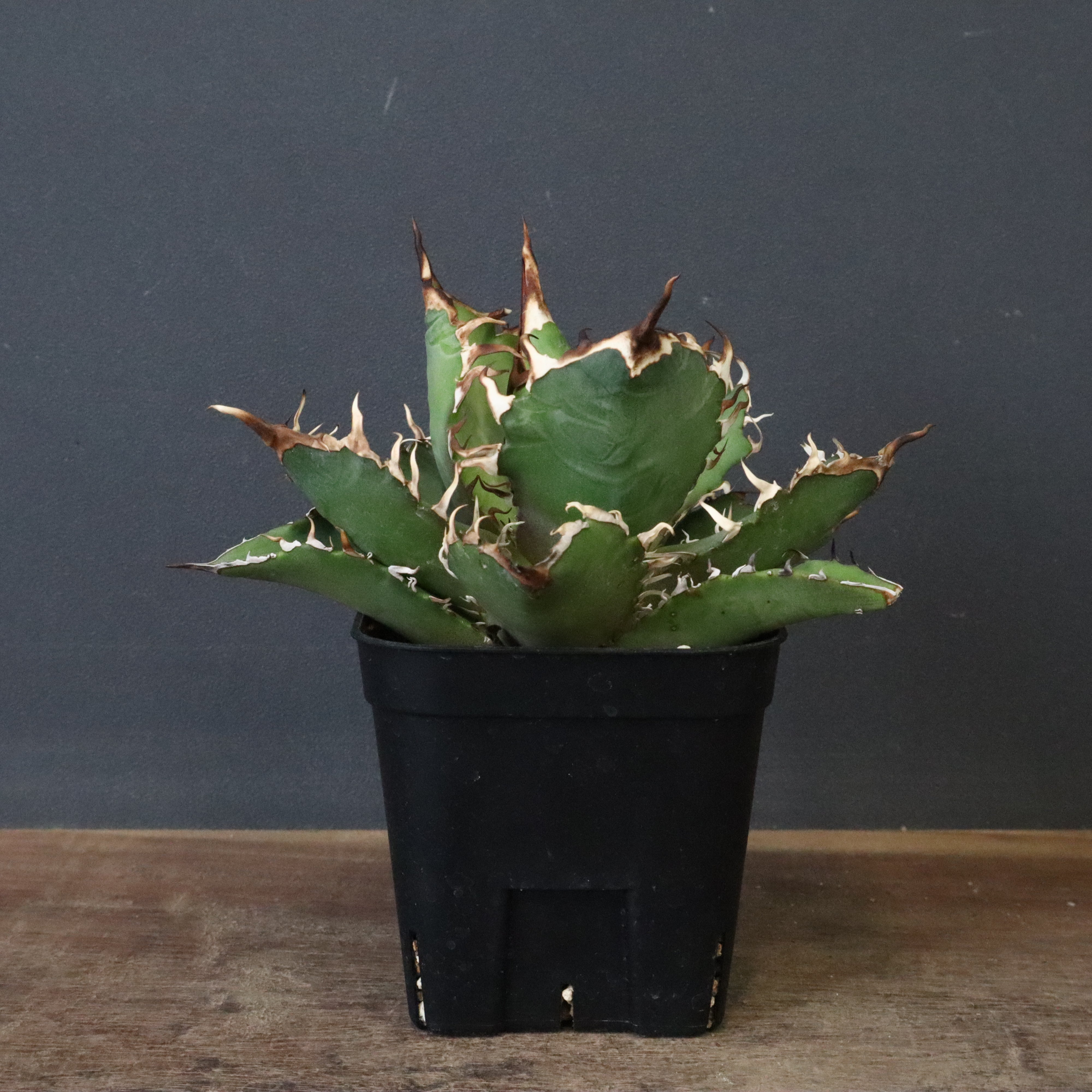【DRAGON AGAVE】アガベ 獵豹 EC1266 – TaiShoDo ONLINE SHOP