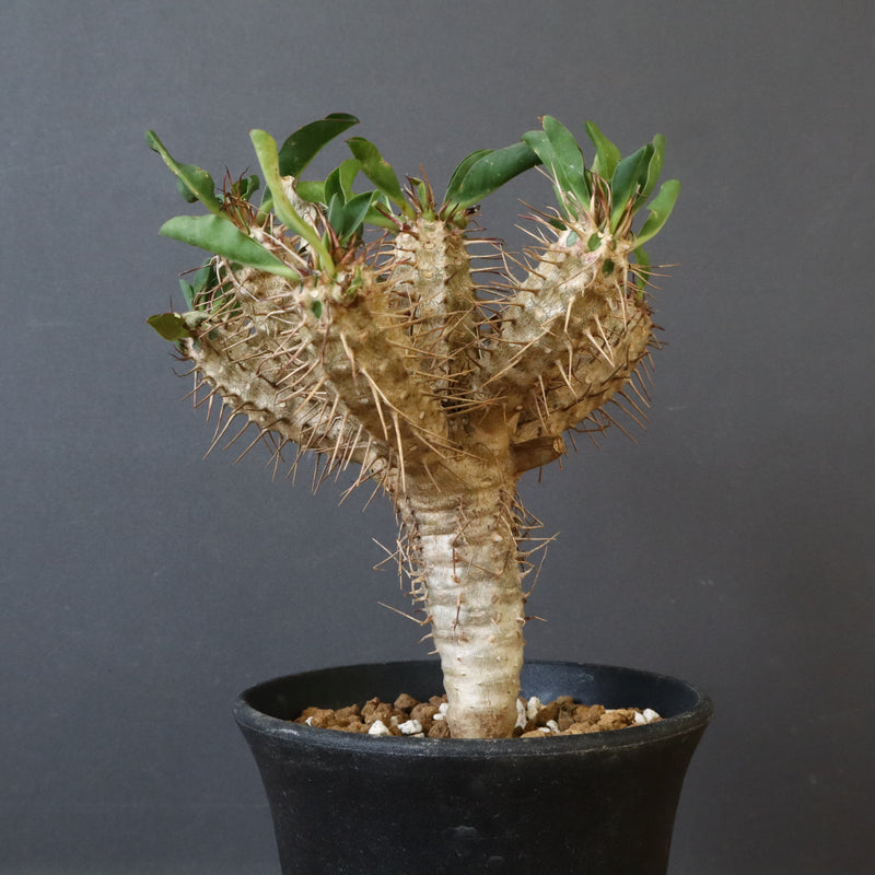 E.ギラウミニアナ (実生) 05 – TaiShoDo ONLINE SHOP