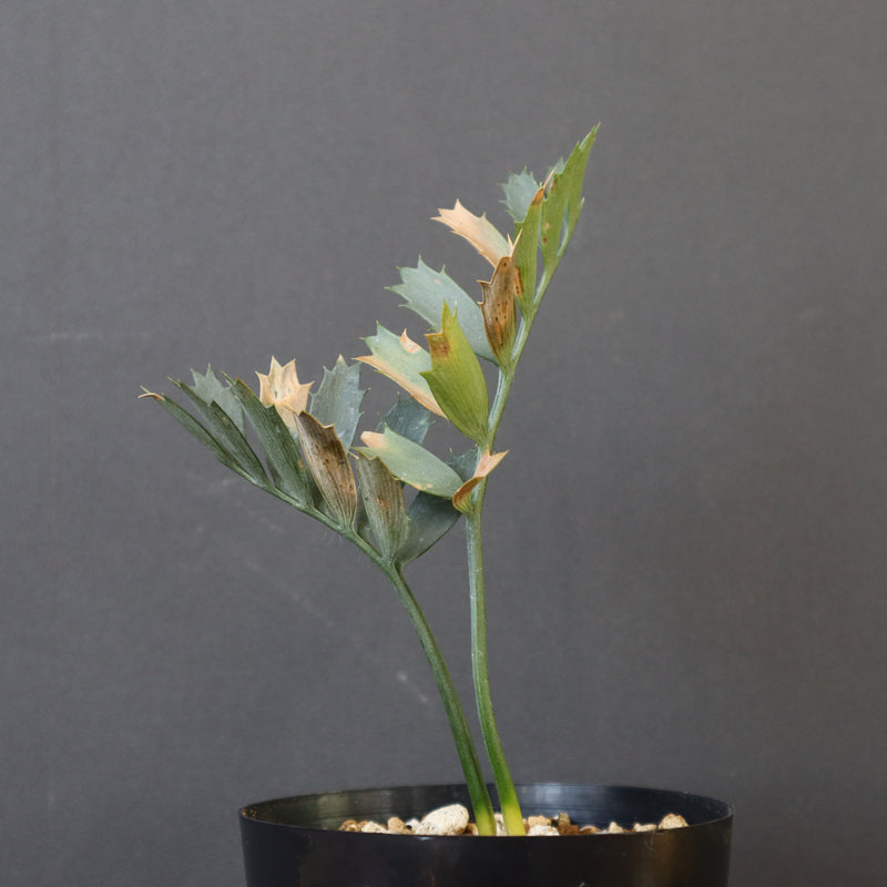 エンセファラルトス ホリダス 48 – TaiShoDo ONLINE SHOP エンセファラルトス ホリダス 48 – TaiShoDo ONLINE SHOP