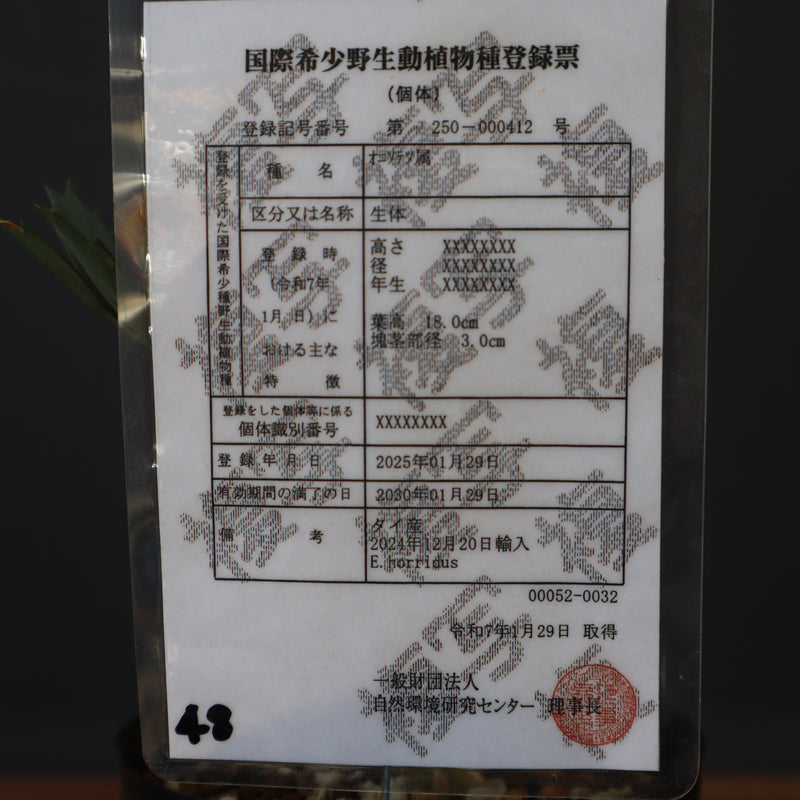 エンセファラルトス ホリダス 48 – TaiShoDo ONLINE SHOP エンセファラルトス ホリダス 48 – TaiShoDo ONLINE SHOP