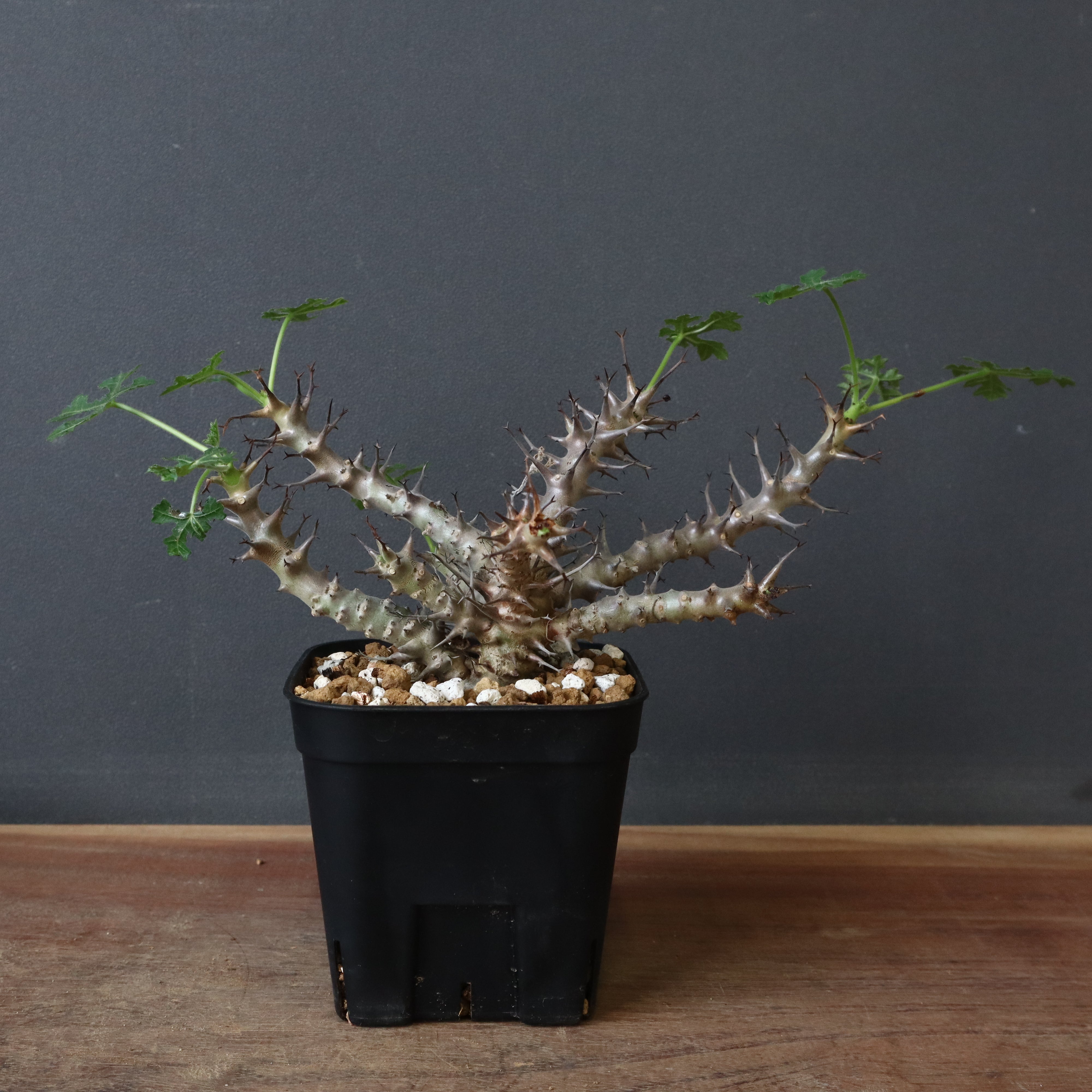 J.パラドクサ (実生) 1 – TaiShoDo ONLINE SHOP