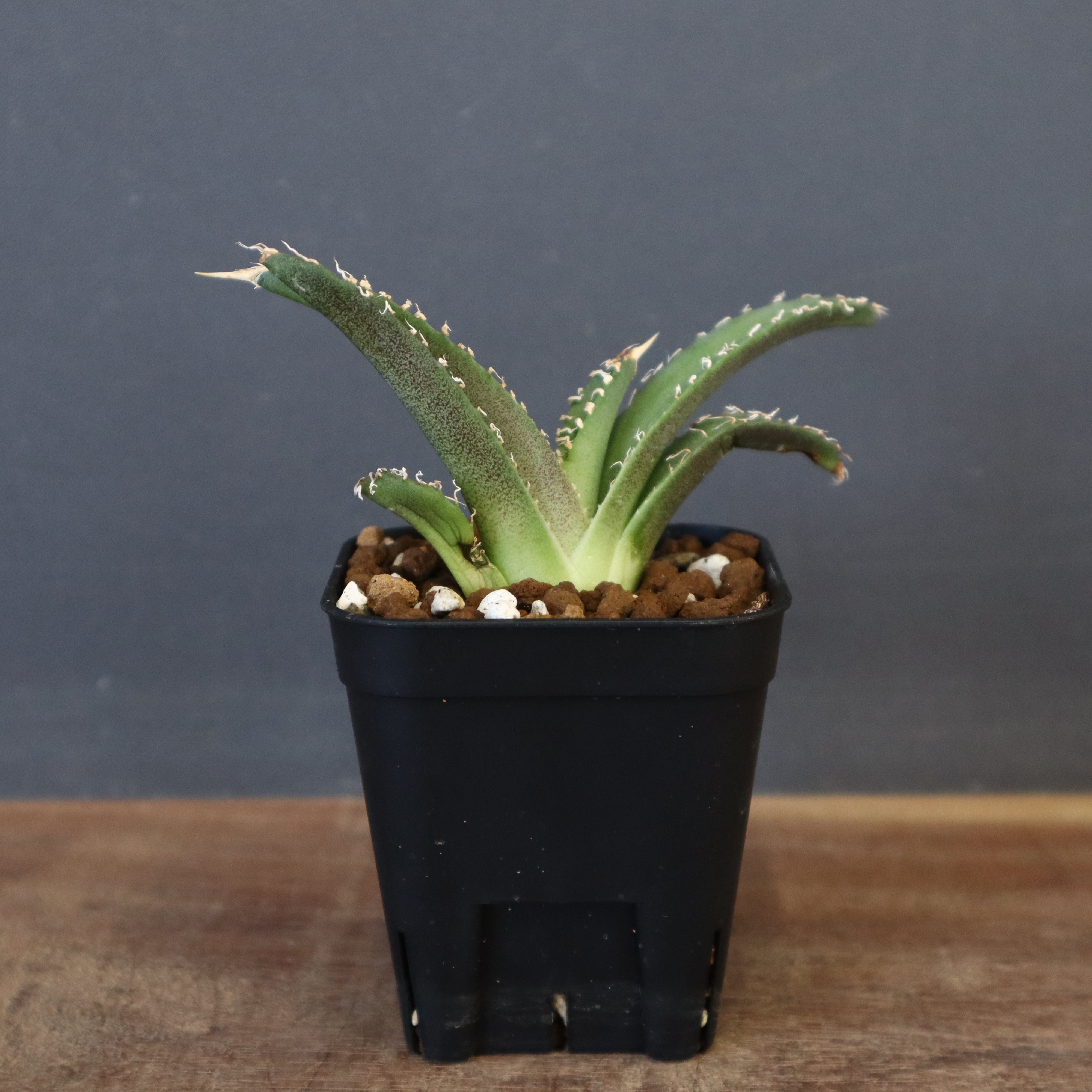 商品 – TaiShoDo ONLINE SHOP