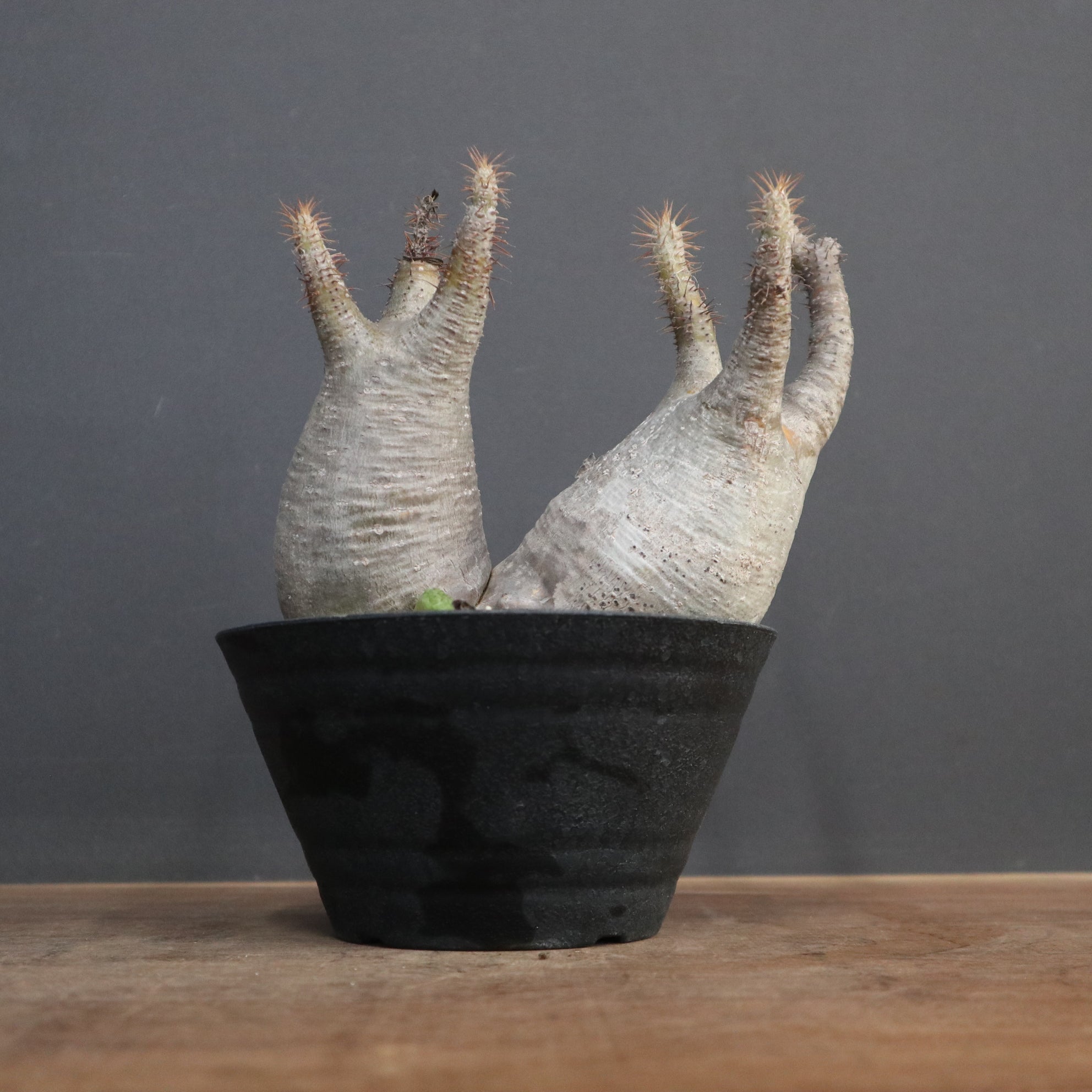 P.グラキリス 1193 – TaiShoDo ONLINE SHOP